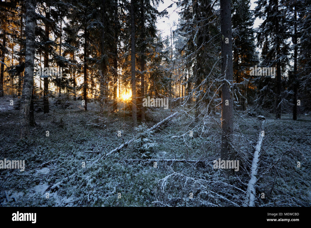Sunrise through pine trees snow hi-res stock photography and images - Alamy