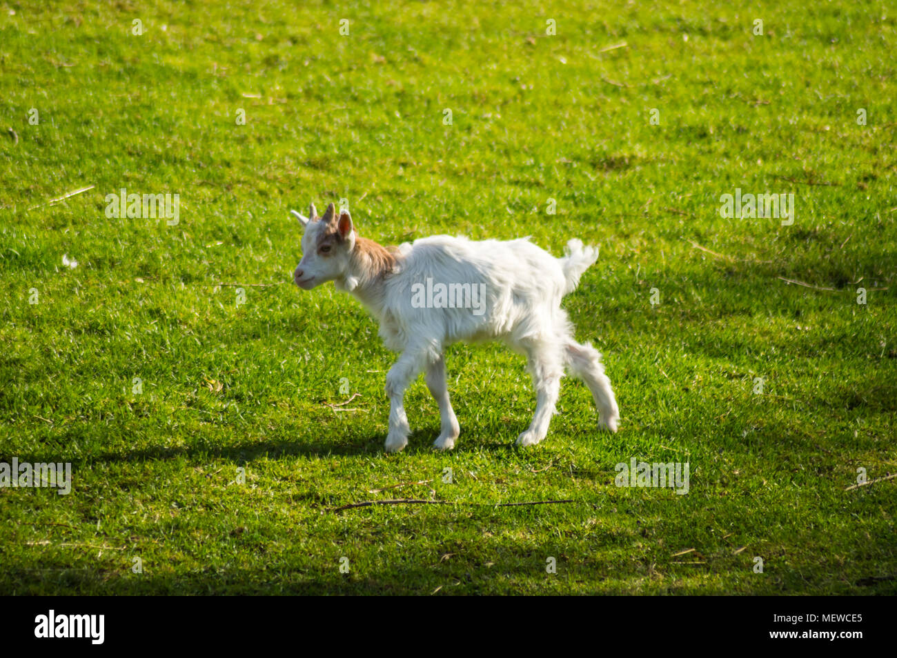 Rove goat hi-res stock photography and images - Alamy