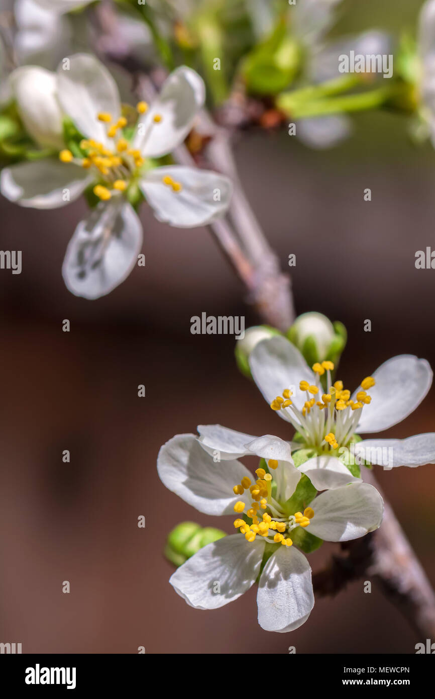 Flowers of the European plum tree (Prunus domestica 'Stanley') bloom in ...
