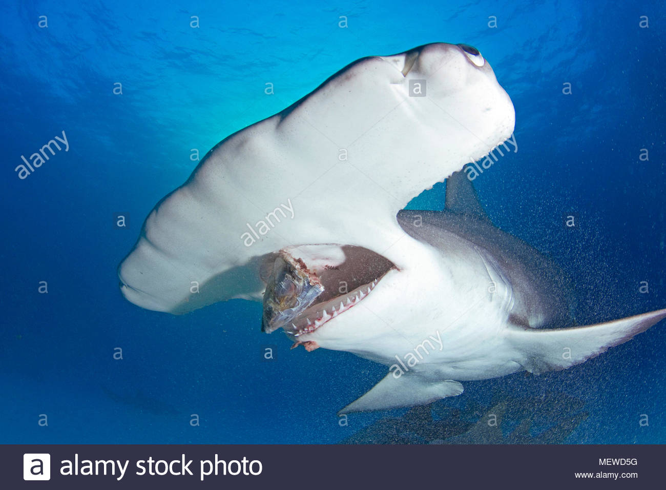 Great Hammerhead Shark Stock Photos & Great Hammerhead Shark Stock ...