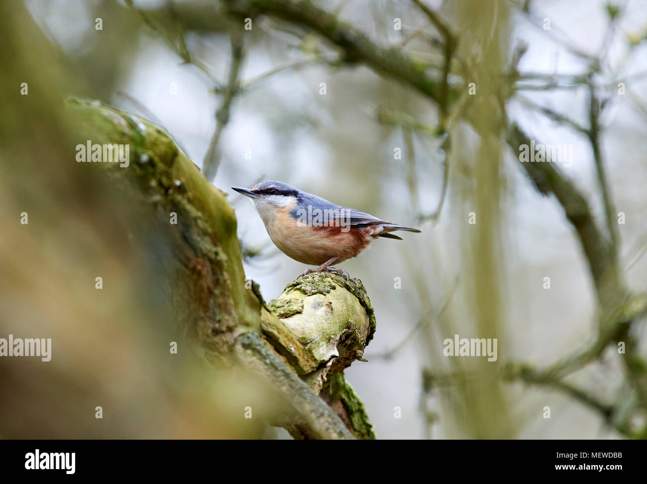 Nuthatch (Sitta europaea) on a tree trunk Stock Photo - Alamy