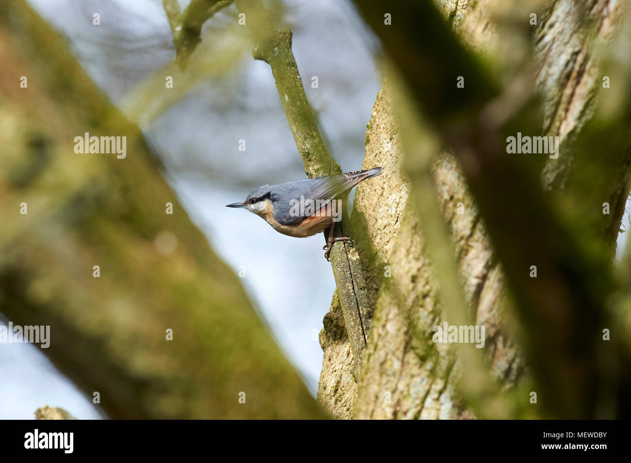 Nuthatch (Sitta europaea) on a tree trunk Stock Photo - Alamy