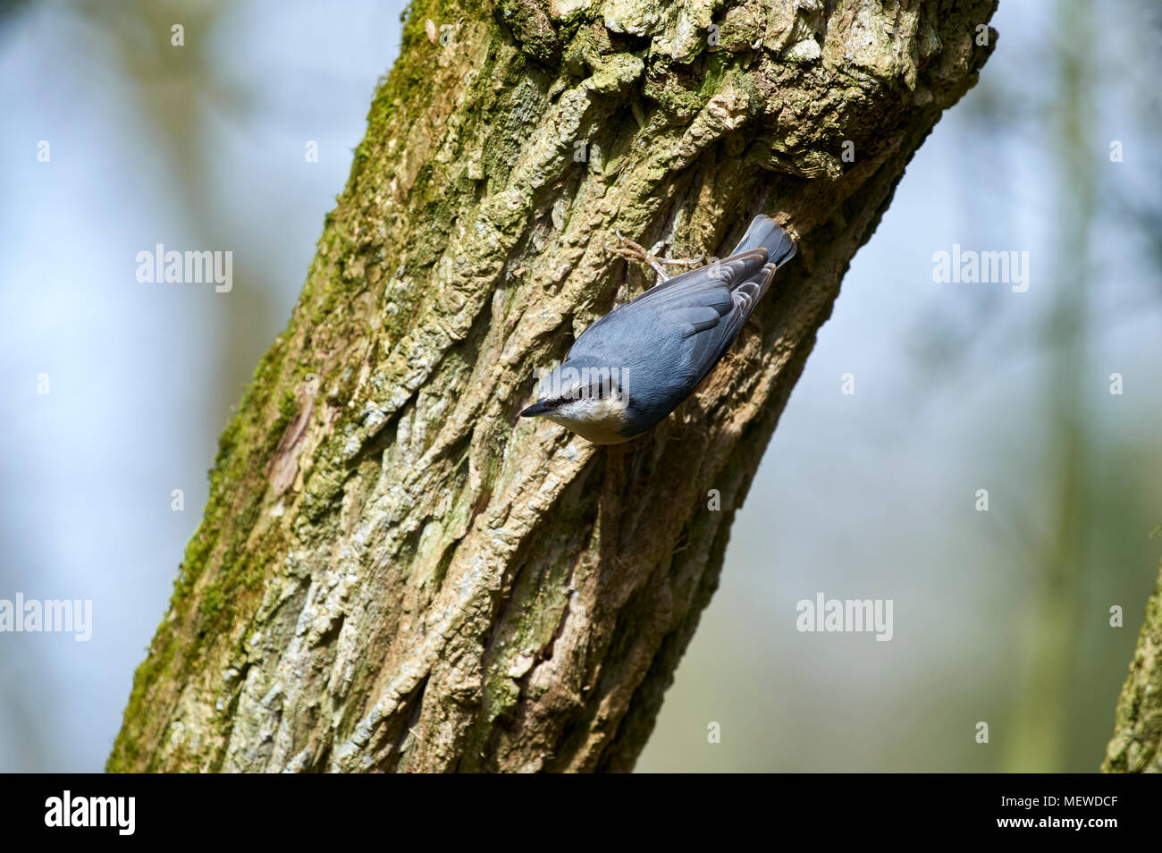 Nuthatch (Sitta europaea) on a tree trunk Stock Photo - Alamy