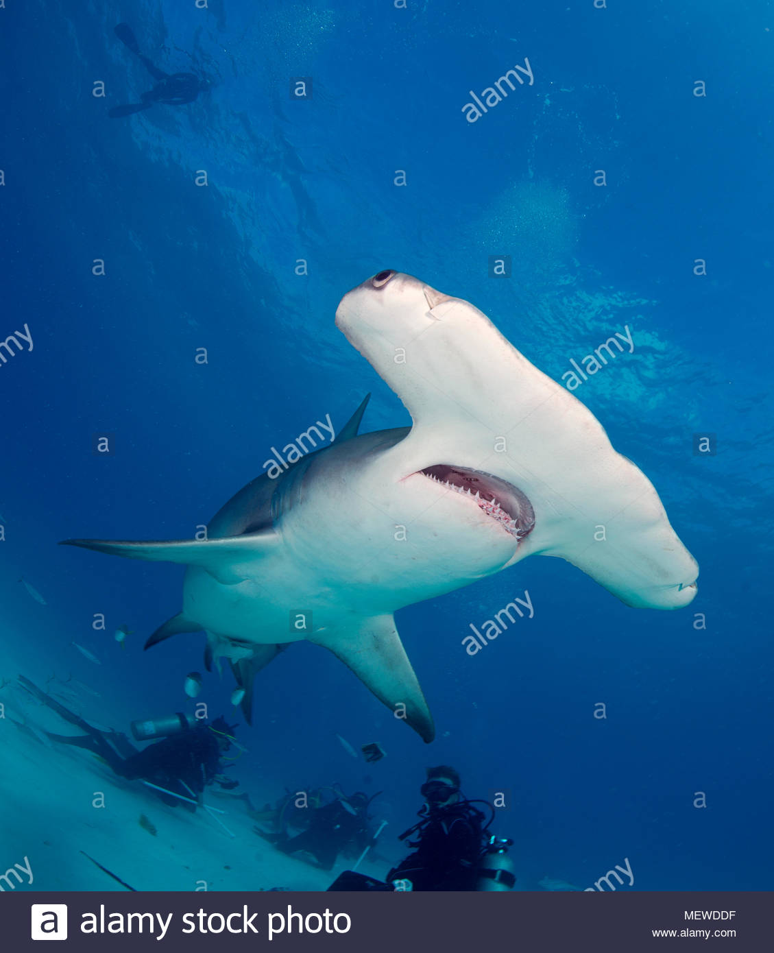 Sphyrnidae Stock Photos & Sphyrnidae Stock Images - Alamy