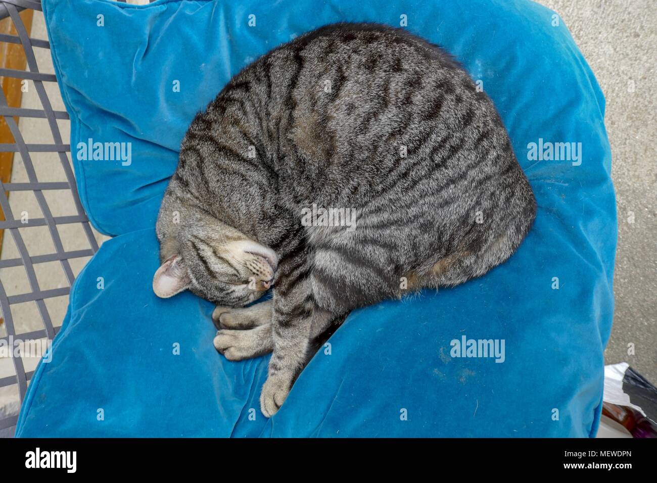 Striped tabby cat curled up on blue cushion Stock Photo - Alamy