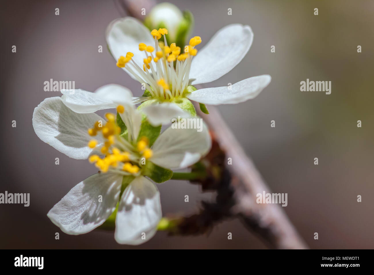 Prunus domestica stanley hi-res stock photography and images - Alamy
