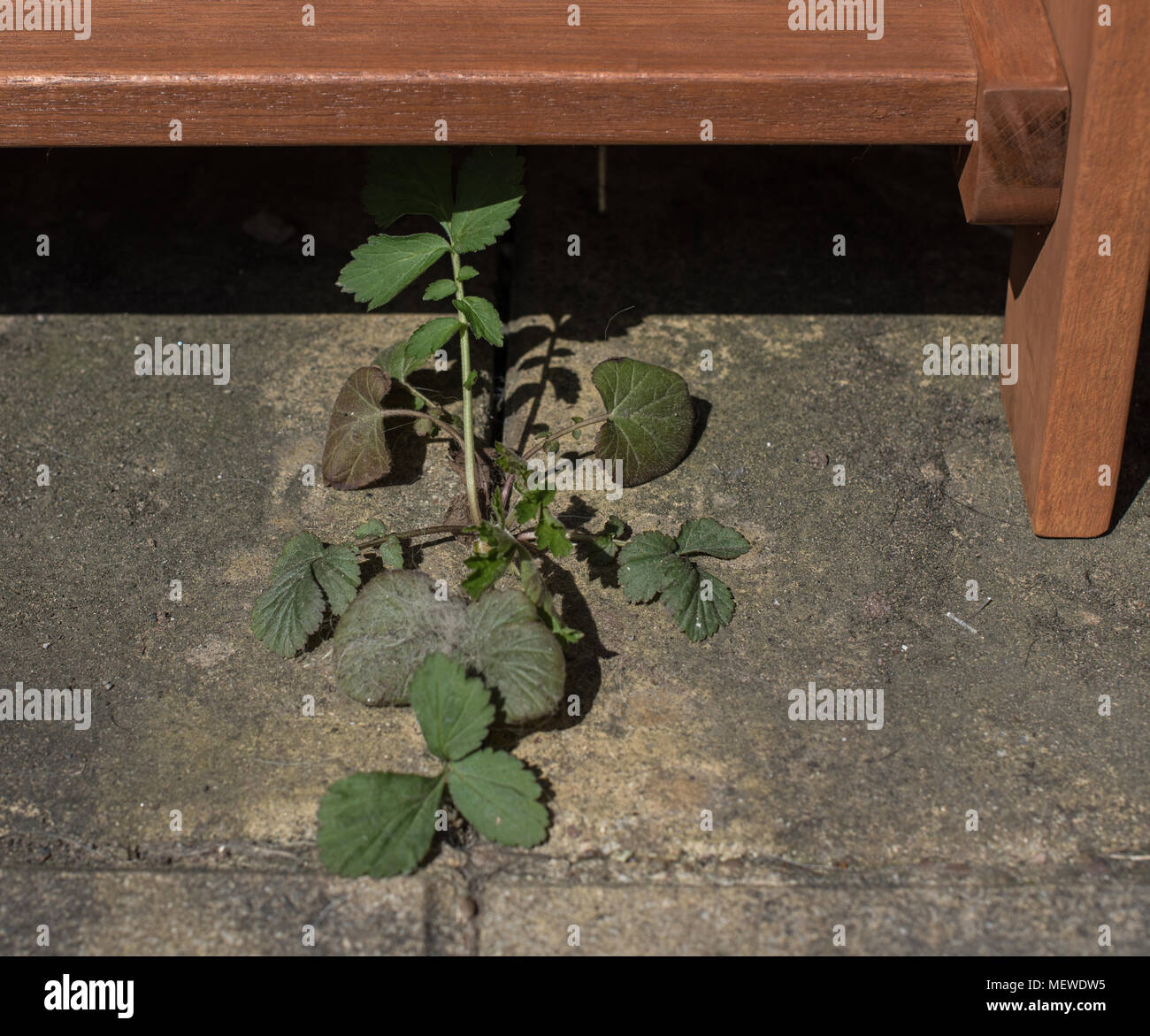 A green weed growing through a garden patio slab Stock Photo - Alamy