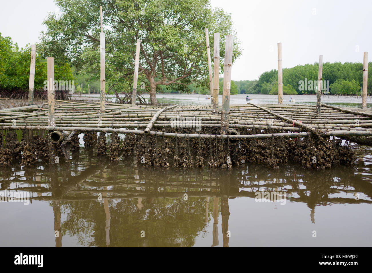 Oyster farm in mangroves in Thailand Stock Photo - Alamy