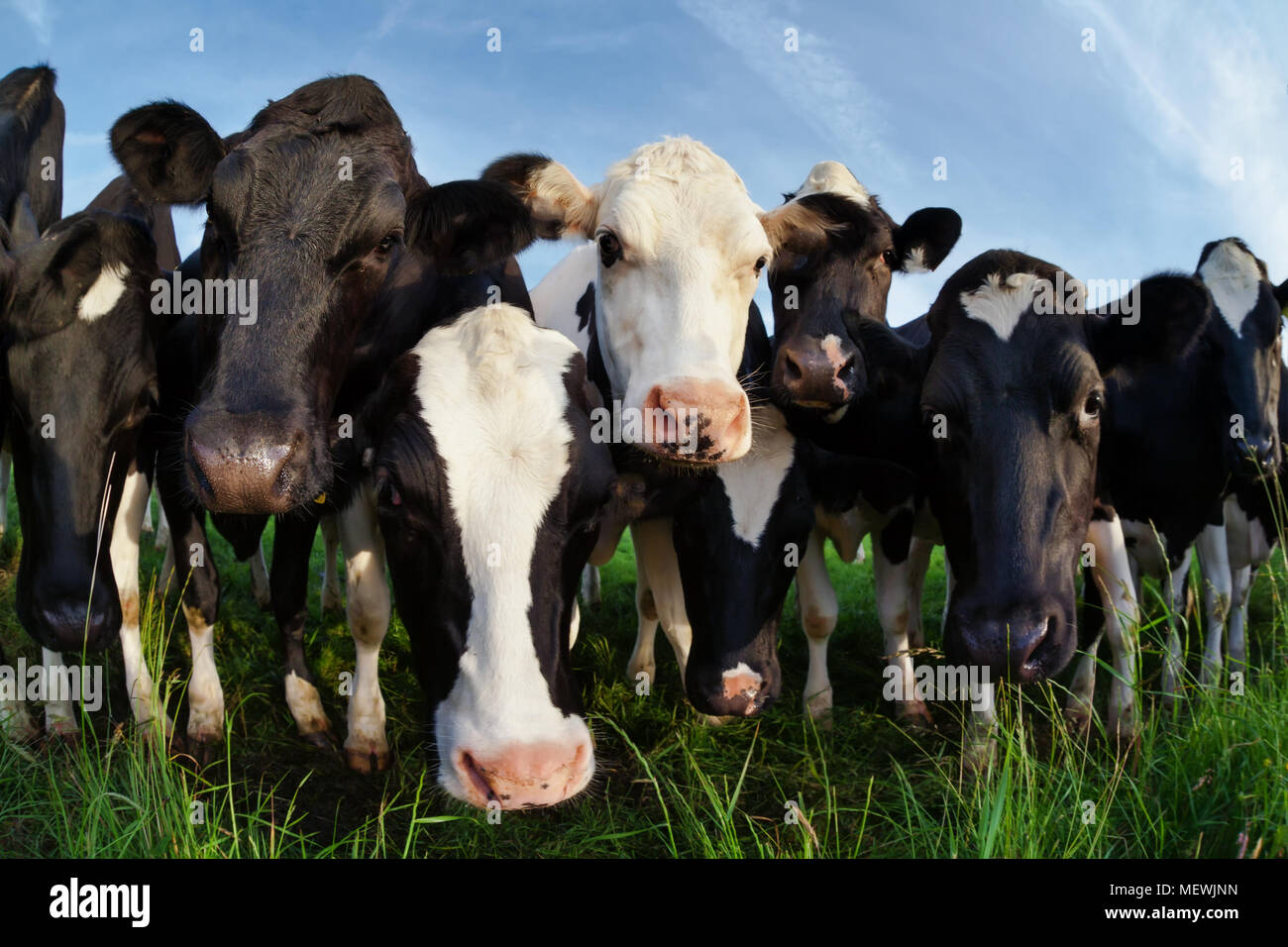 Diary cows hi-res stock photography and images - Alamy