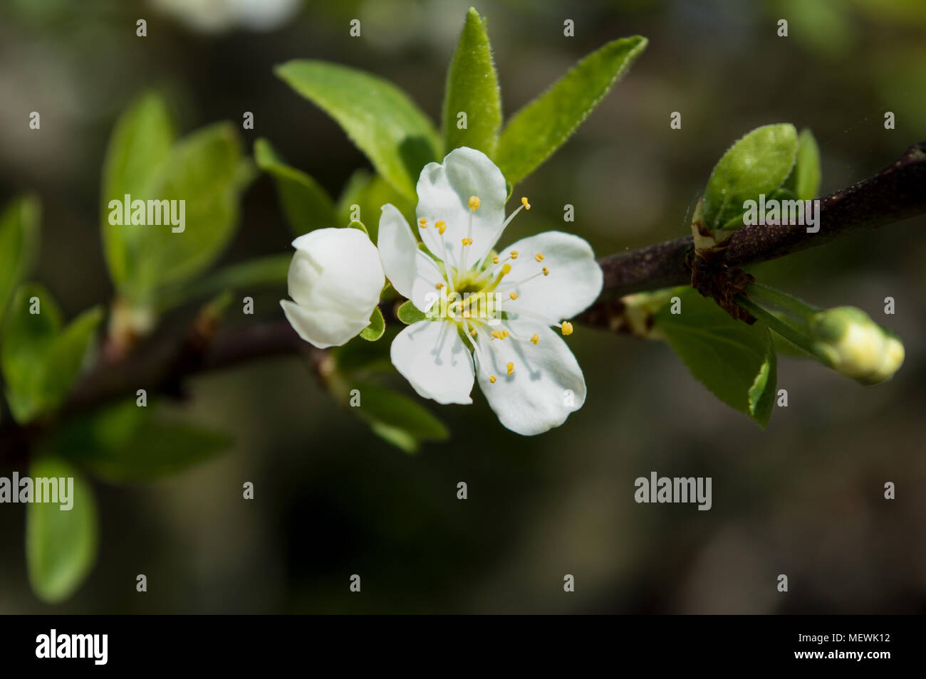White flowers on branches Stock Photo - Alamy