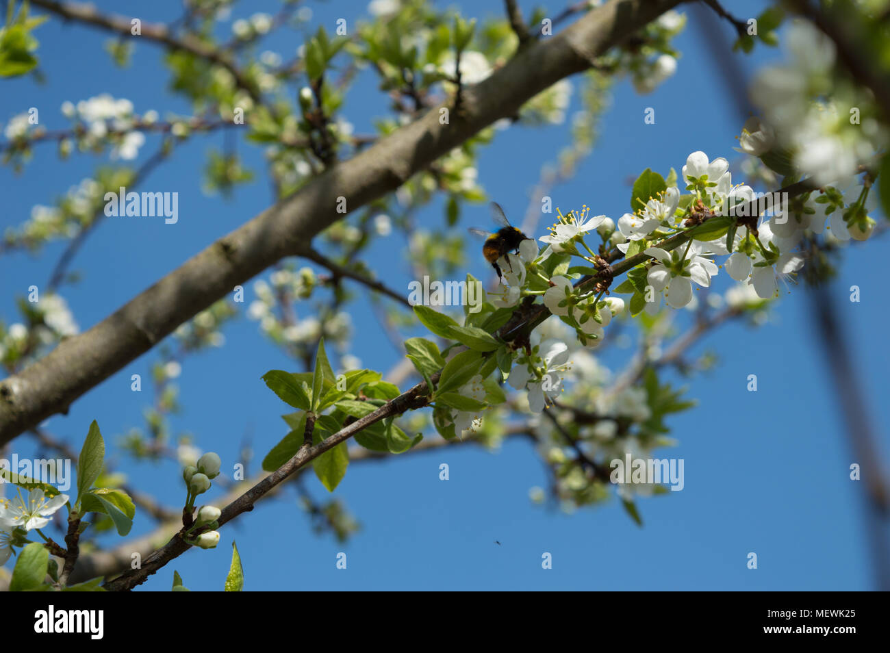 Bees flying around white flowers pollinating them Stock Photo - Alamy