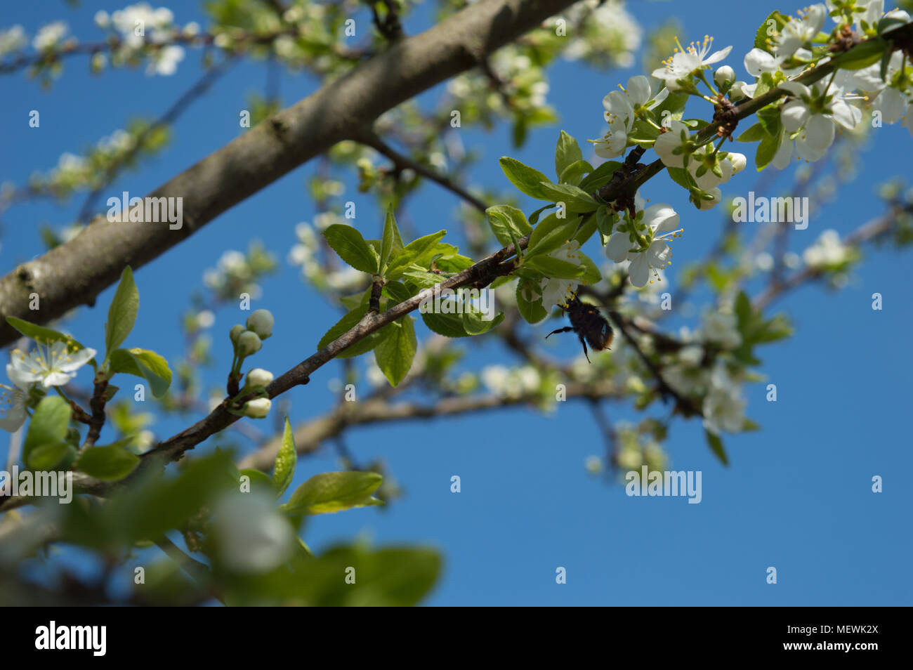 Flying bees white background hi-res stock photography and images - Alamy