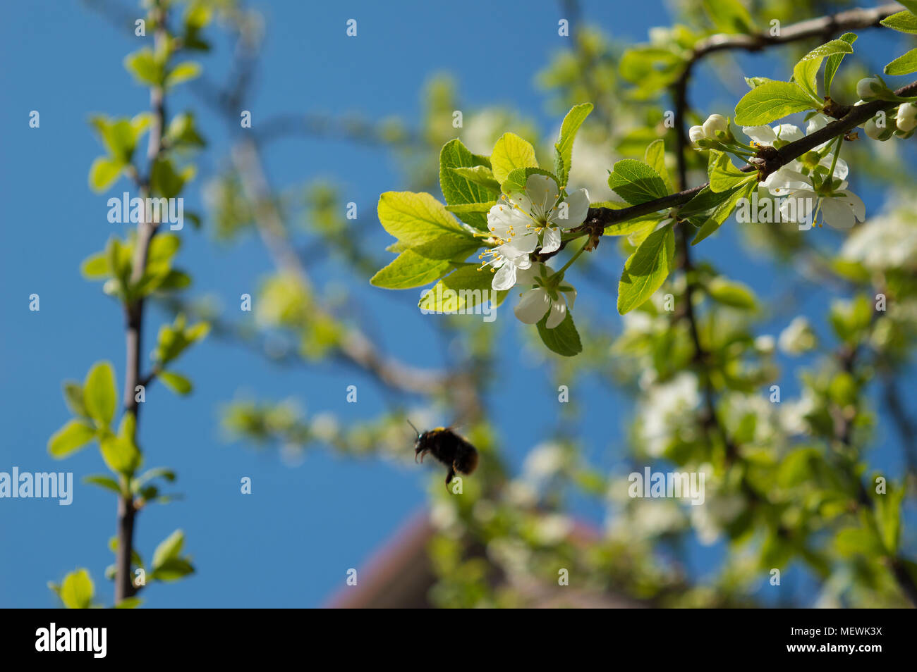 Bees flying around white flowers pollinating them Stock Photo - Alamy