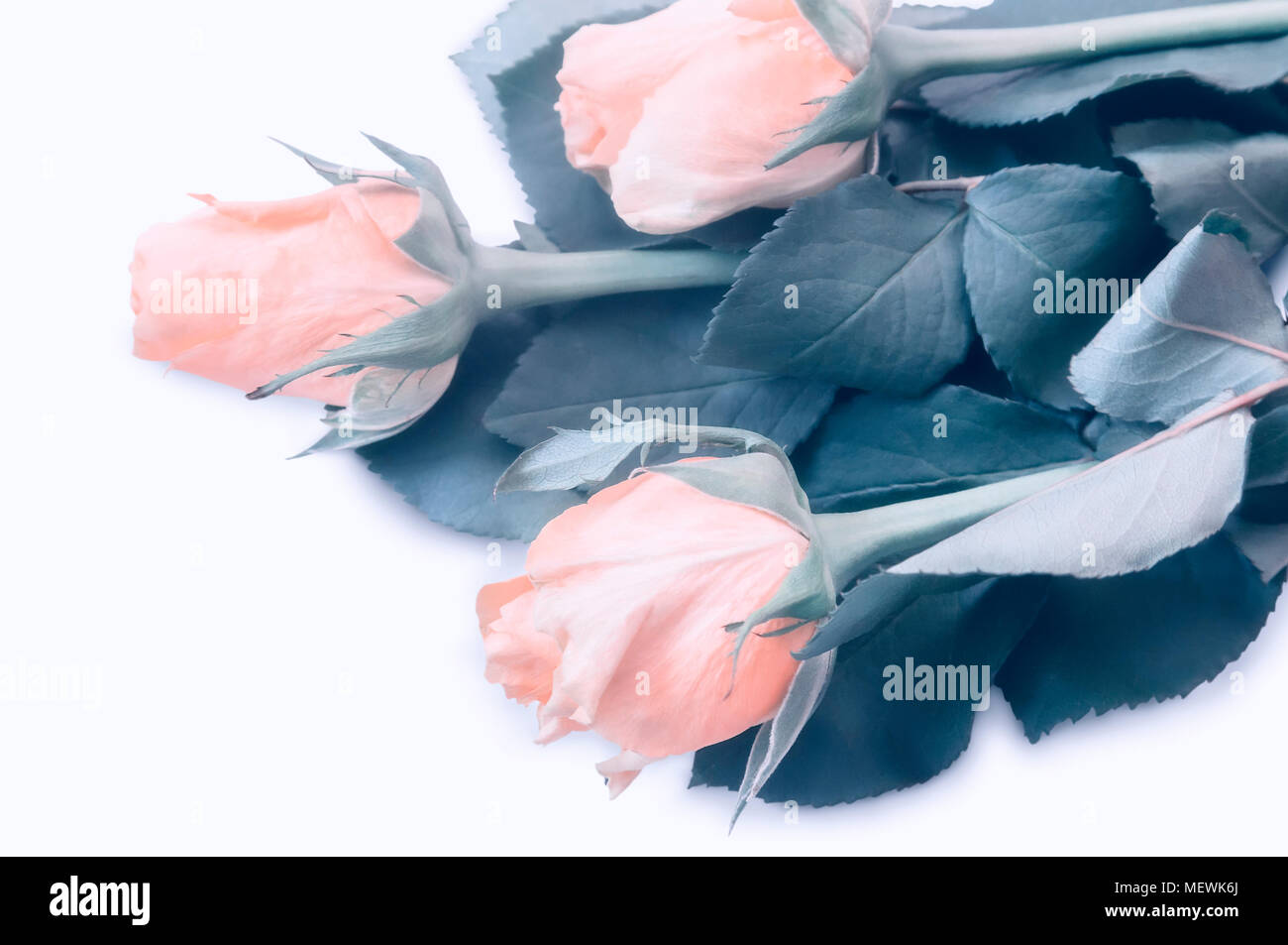 Three beautiful roses with leaves on white background Stock Photo - Alamy