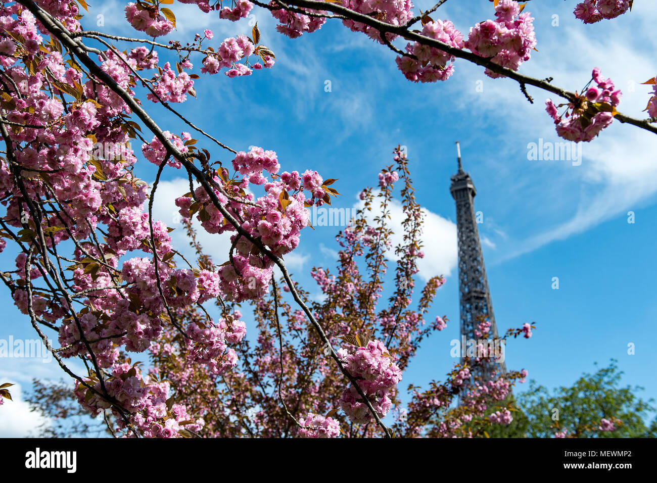 Paris france spring bloom flower hi-res stock photography and images ...
