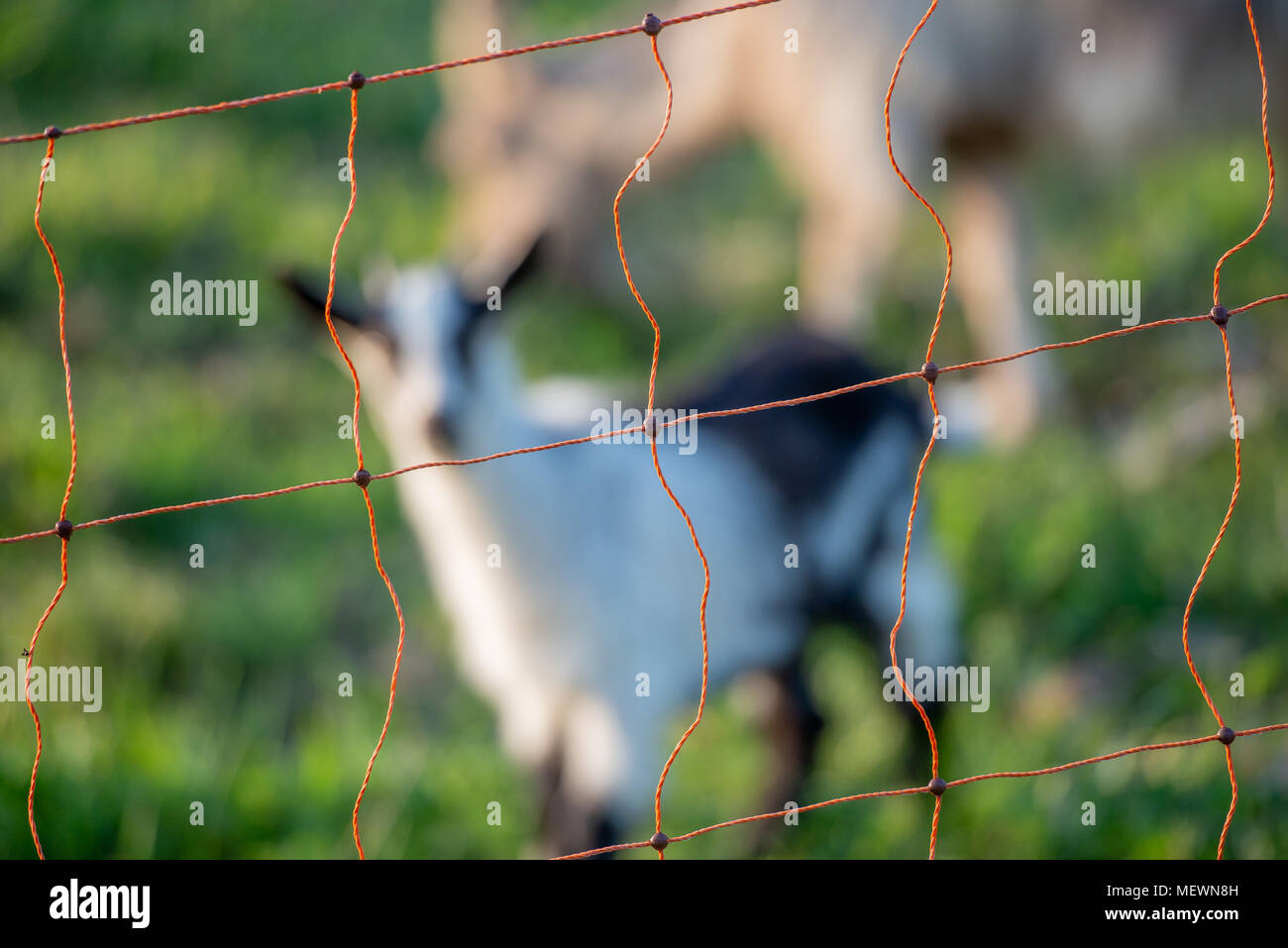 goats grazing in the mountain pasture Stock Photo - Alamy