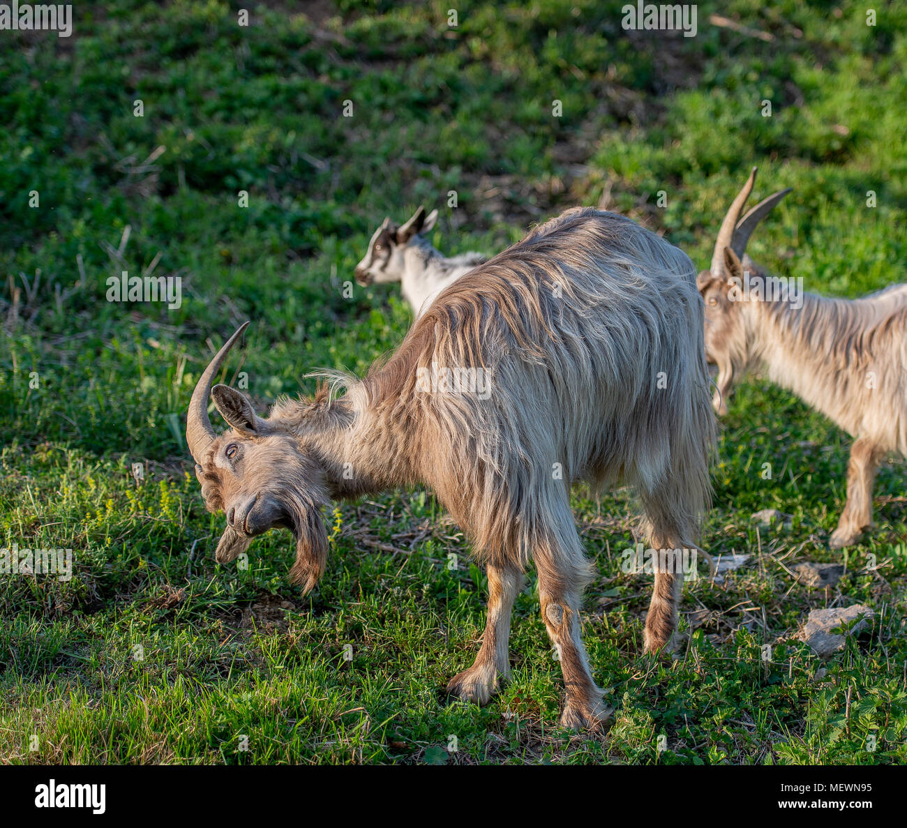 goats grazing in the mountain pasture Stock Photo - Alamy