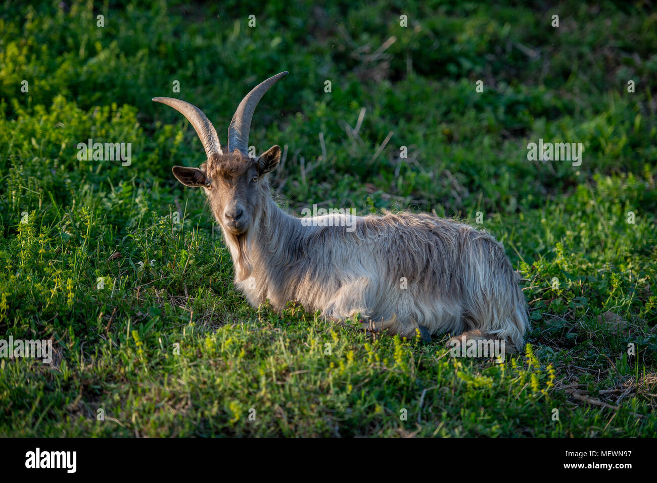 Grazing goats in switzerland hi-res stock photography and images - Alamy