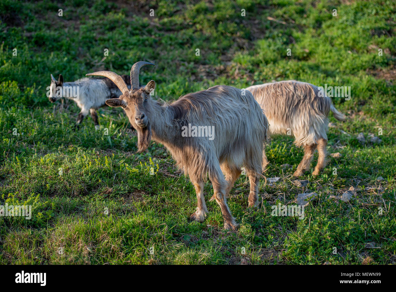 goats grazing in the mountain pasture Stock Photo - Alamy