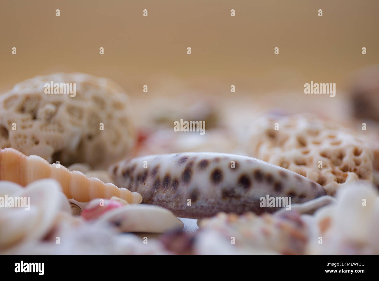 A variety of seashells on blur background. Macro defocused shells Stock ...