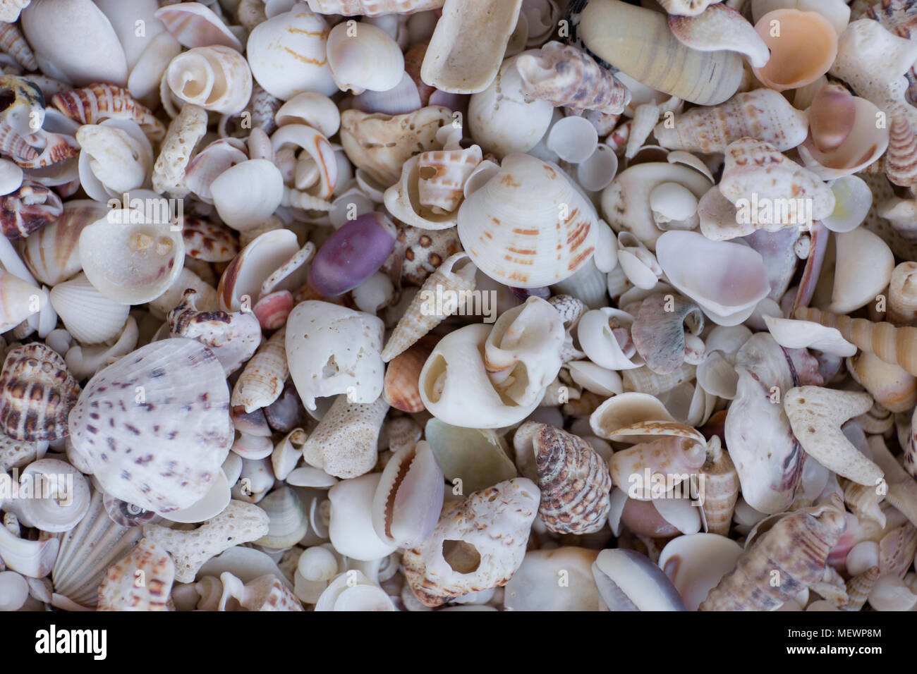 A variety of seashells. Mollusk colorful shells. Seashell texture Stock ...