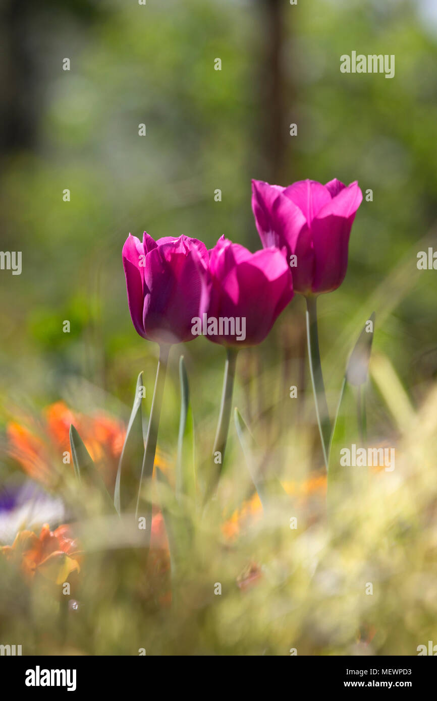 beautiful scenery of spring in london Stock Photo - Alamy