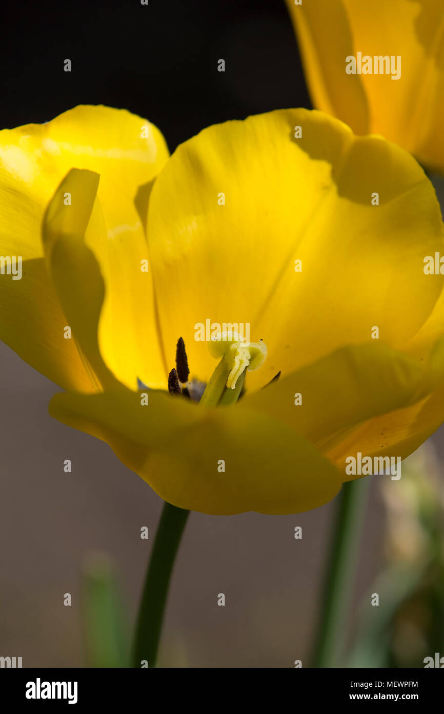 beautiful scenery of spring in london Stock Photo - Alamy