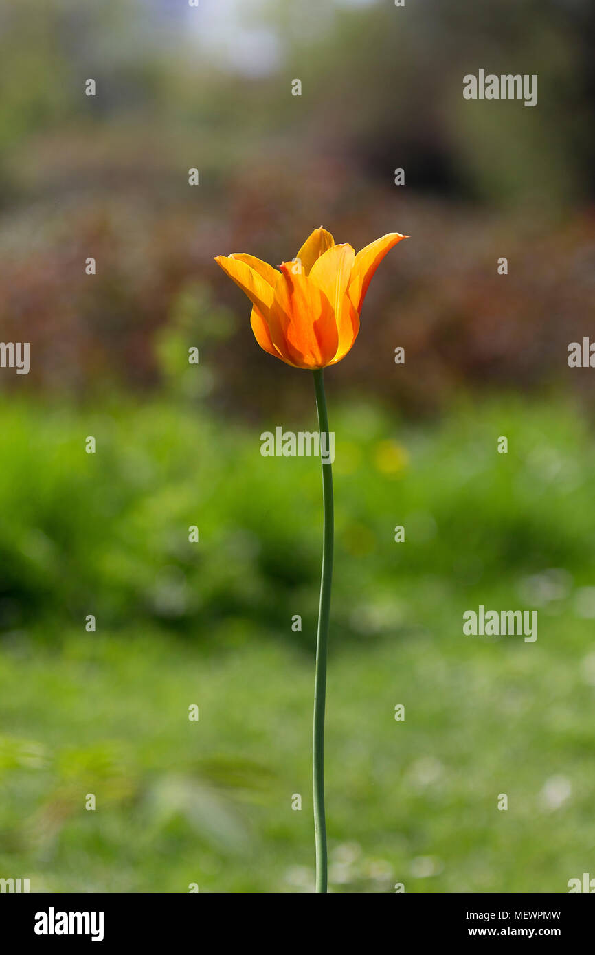 beautiful scenery of spring in london Stock Photo - Alamy
