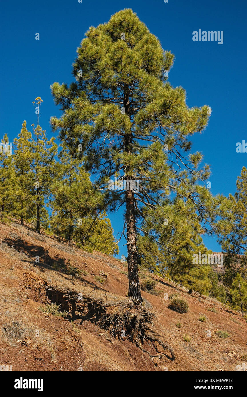 Majestic pine tree, a familiar tree in Tenerife forests, Canary Islands ...
