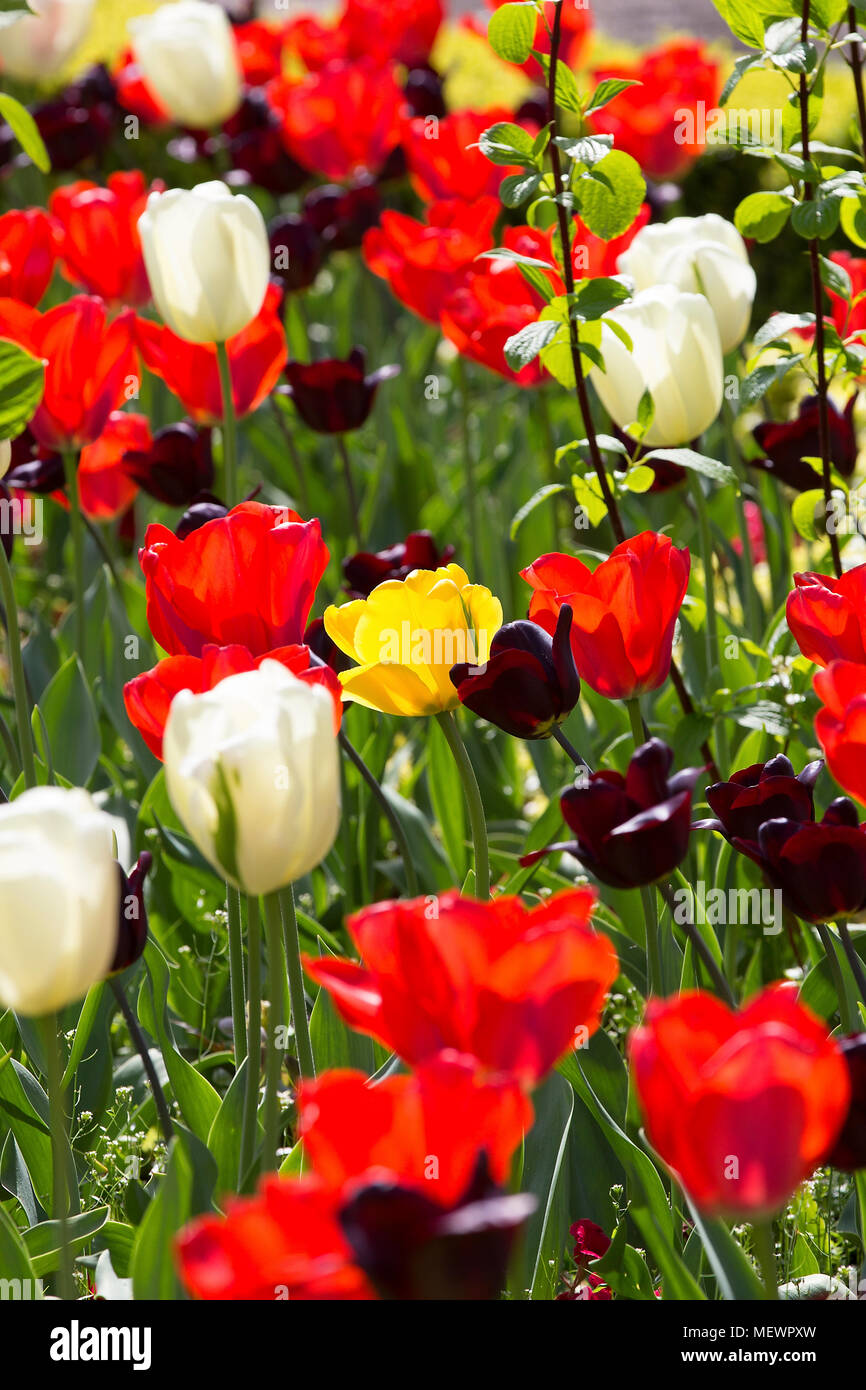 Is springy hi-res stock photography and images - Alamy