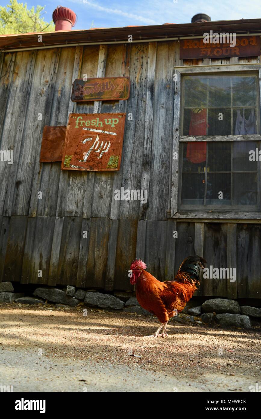 Red rooster hi-res stock photography and images - Alamy