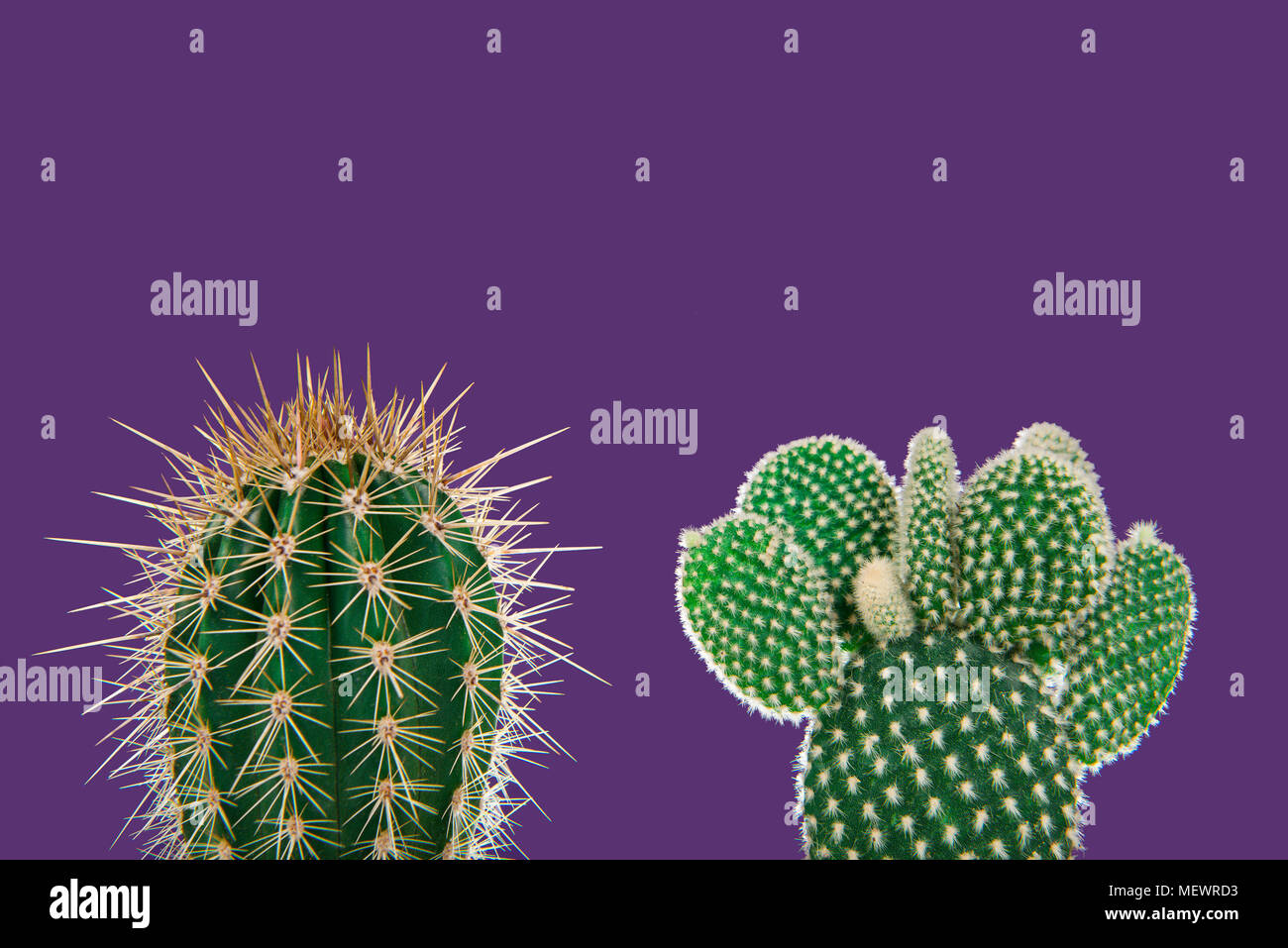 Two different cactus plants on a purple background Stock Photo - Alamy