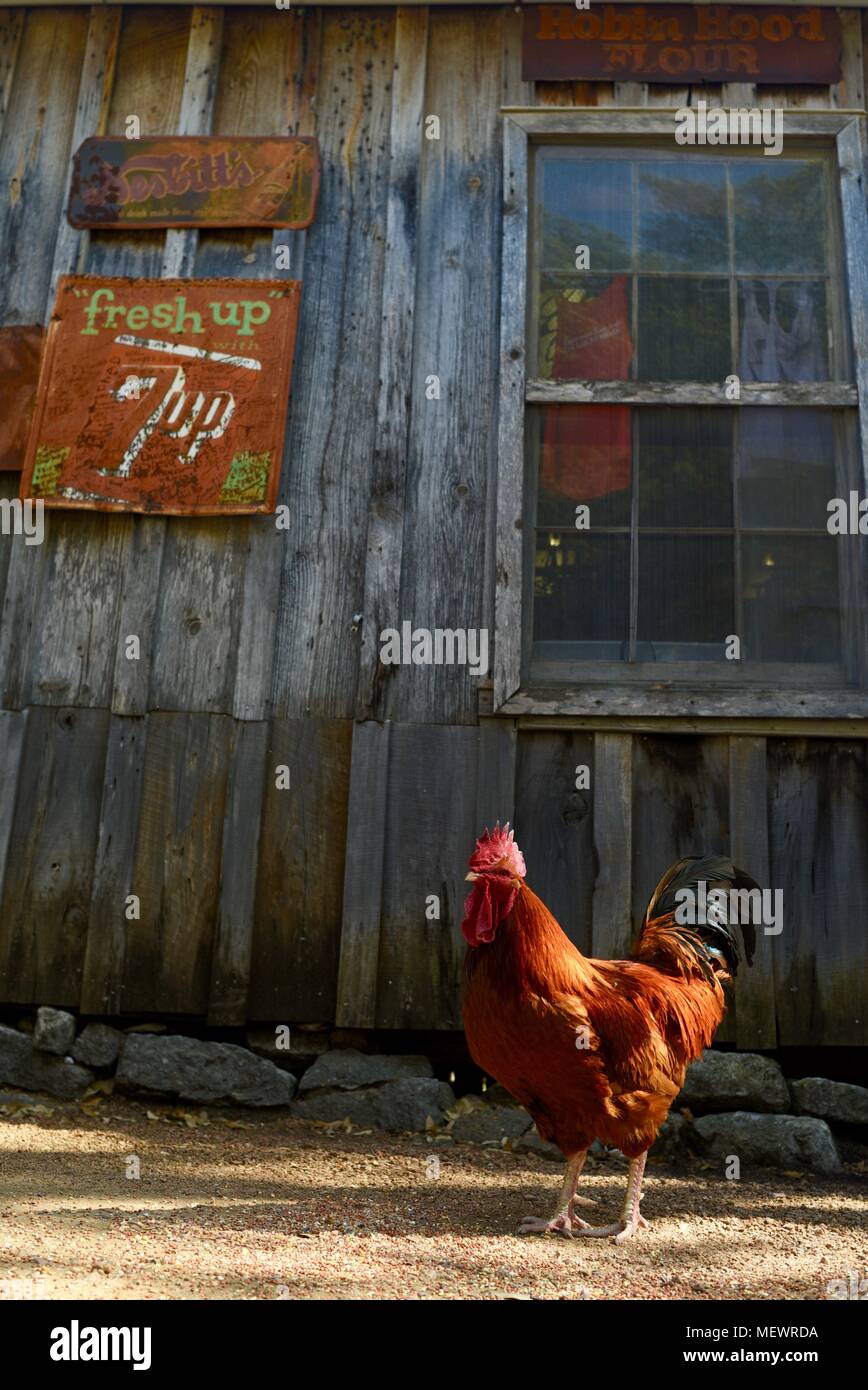 Red rooster standing in front of wood-sided, old post office with ...