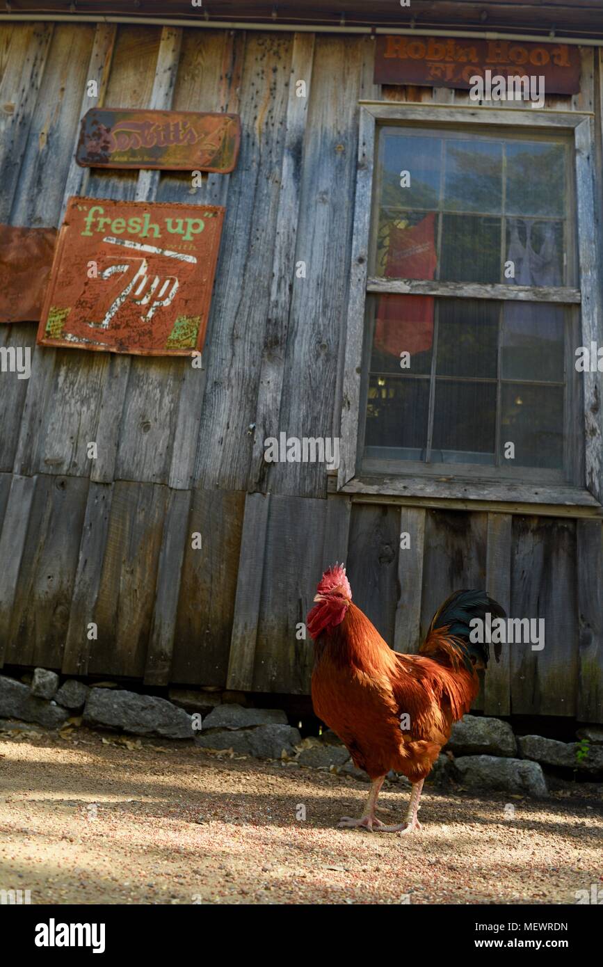 Red rooster standing in front of wood-sided, old post office with ...