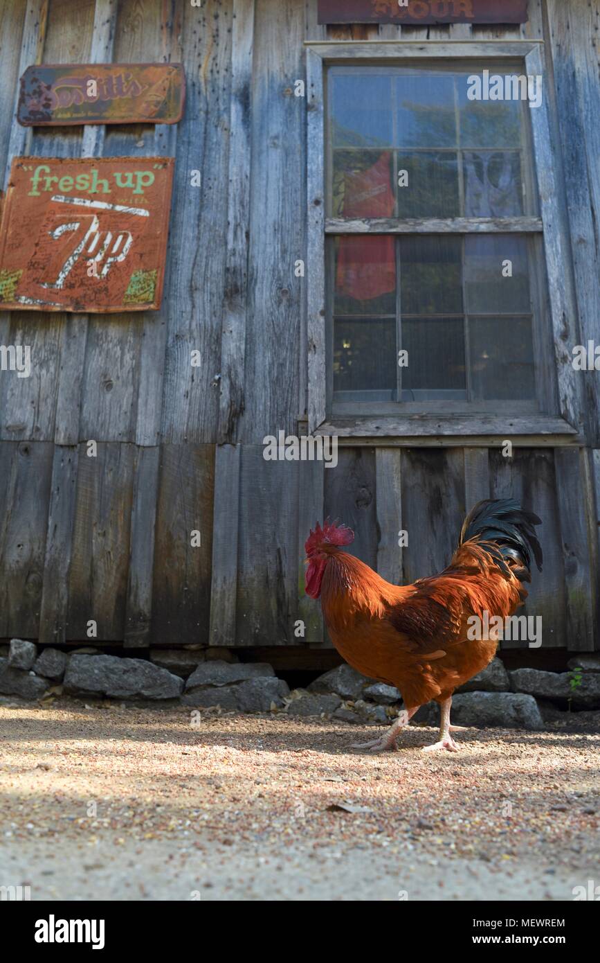 Red rooster standing in front of wood-sided, old post office with ...
