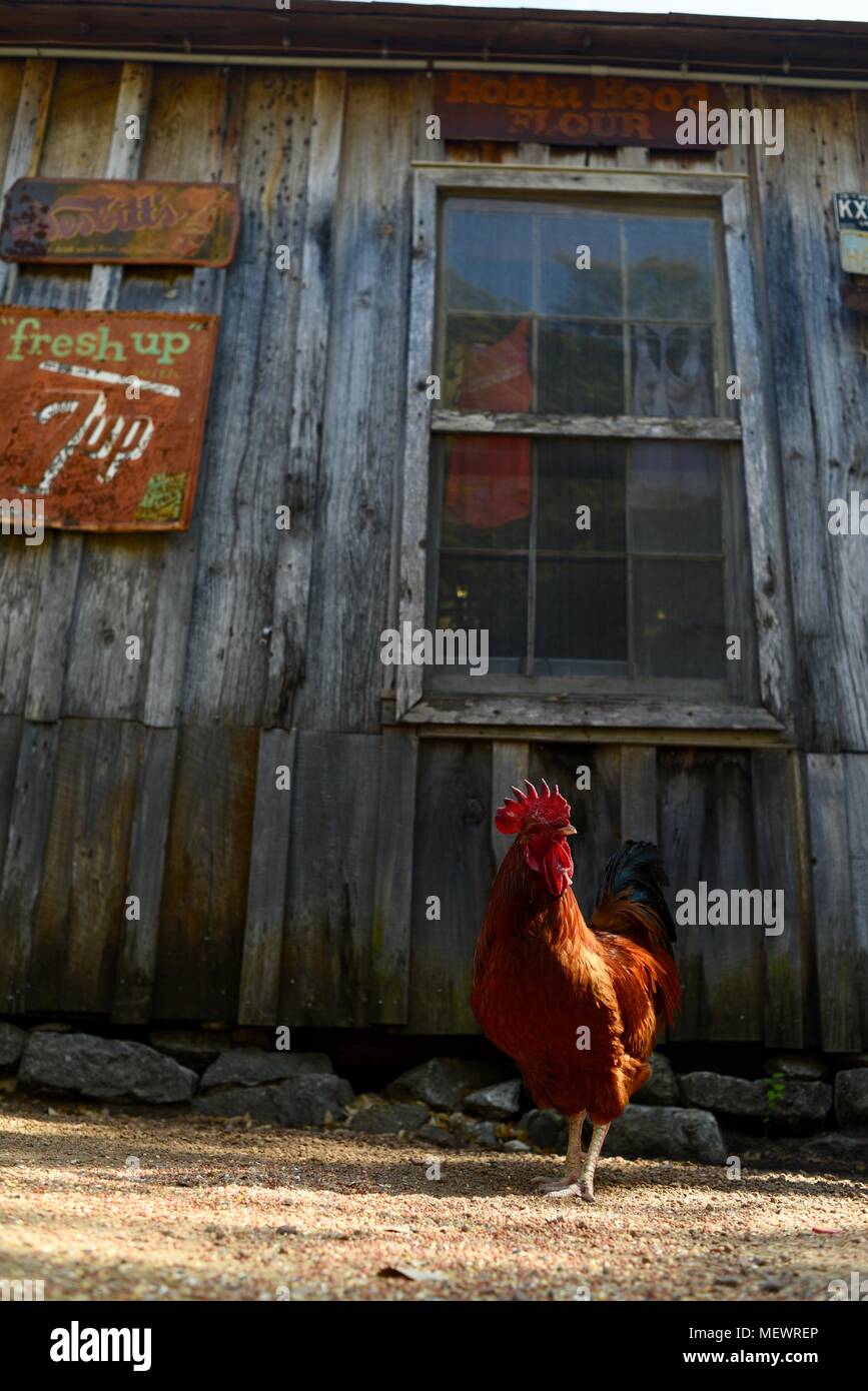 Red rooster standing in front of wood-sided, old post office with ...
