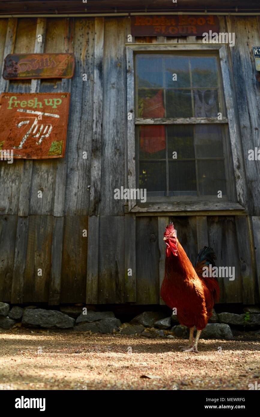 Red rooster standing in front of wood-sided, old post office with ...