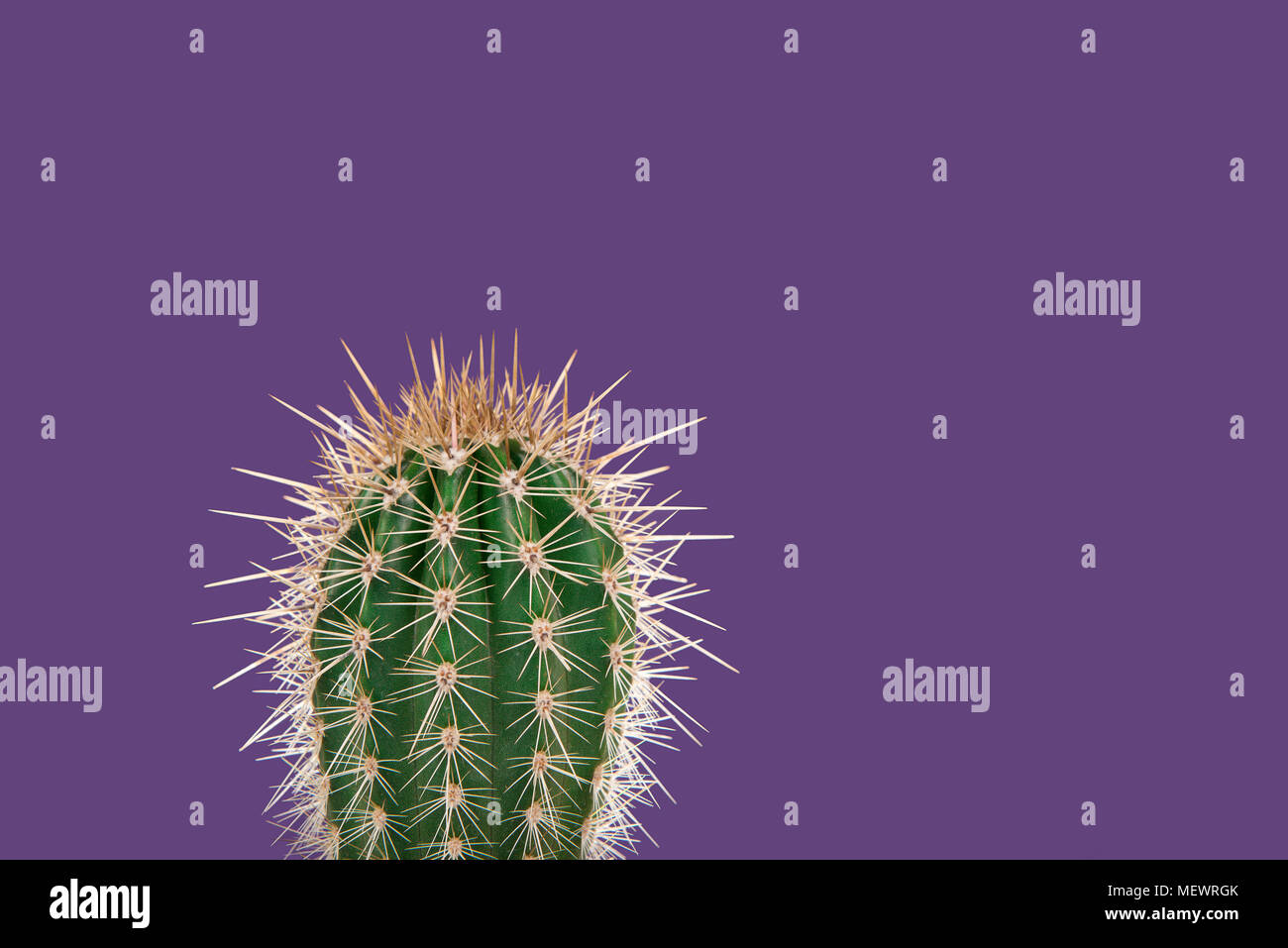 Single cactus plant on a purple background Stock Photo - Alamy