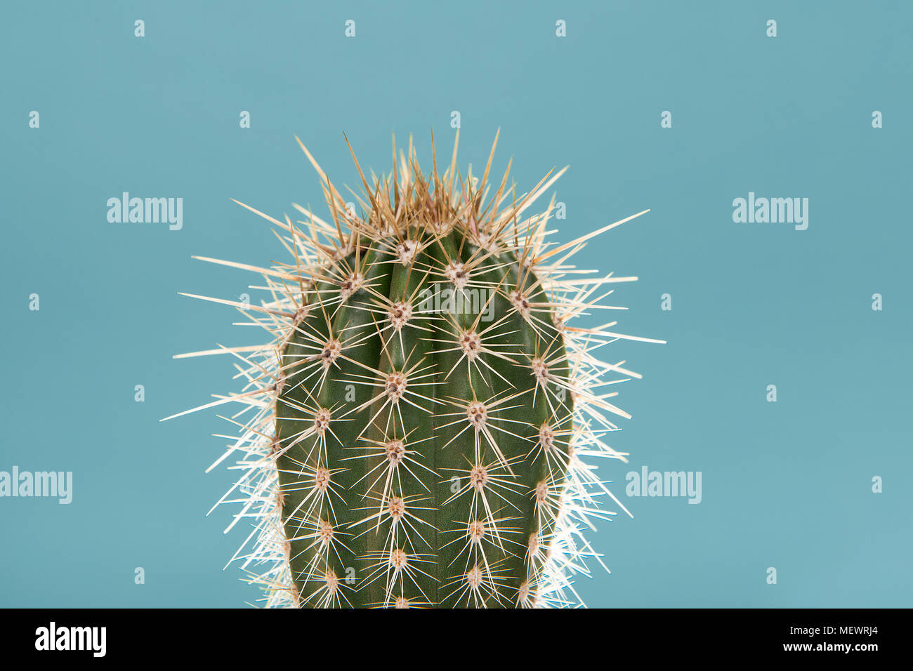 Single cactus plant on a soft blue background Stock Photo - Alamy