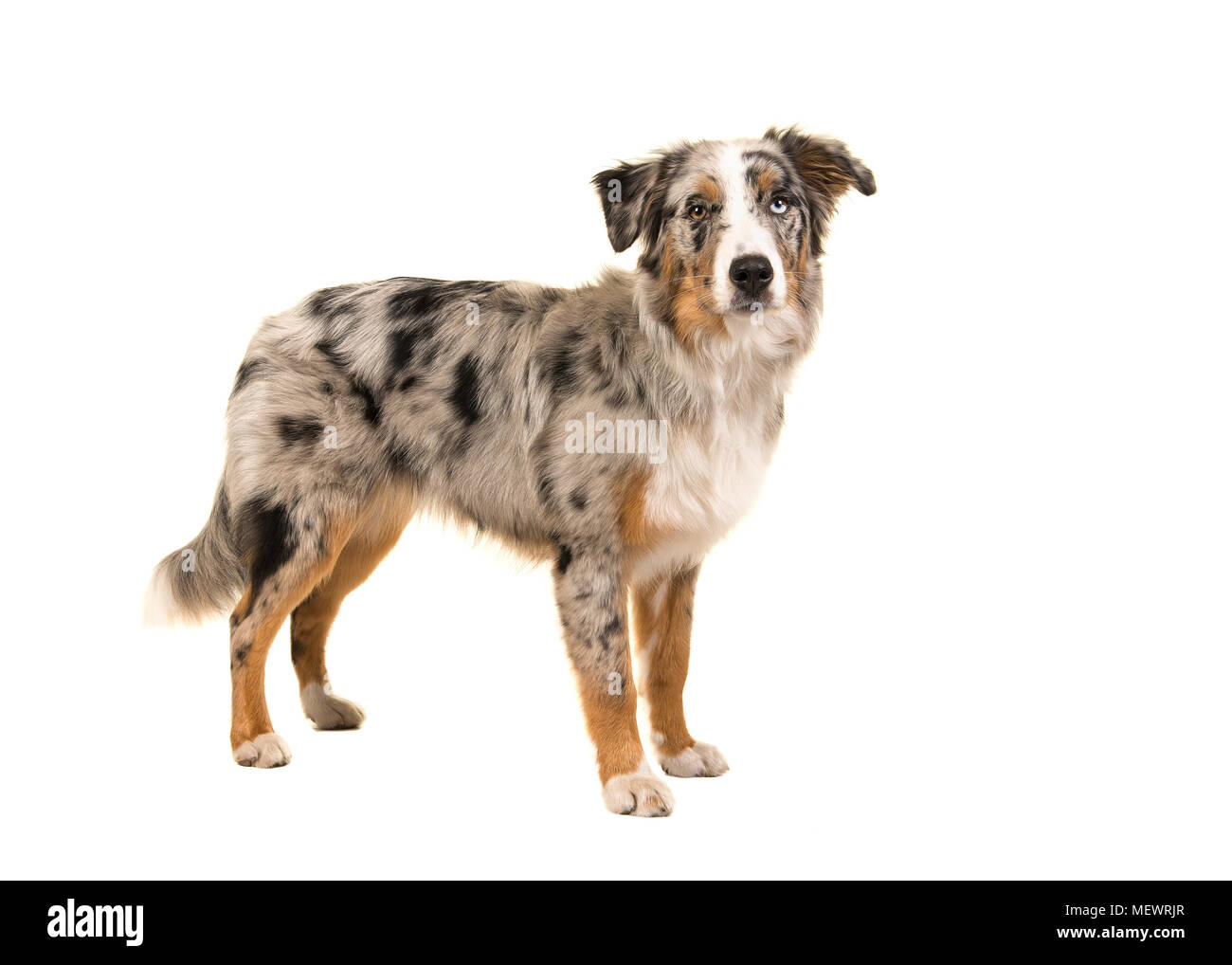 Pretty odd eyed blue merle australian shepherd dog standing isolated on ...