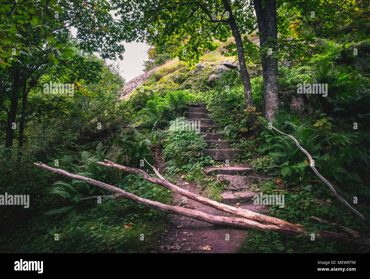 Idyllic forest path with lush trees at sunny autumn day in Finland ...