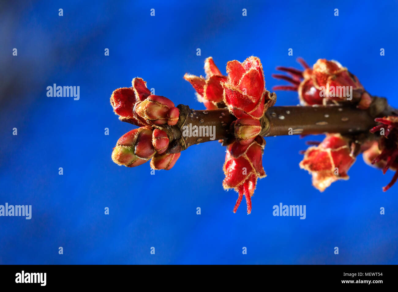 Blooming branches of maple tree during spring time. Maple buds on the ...