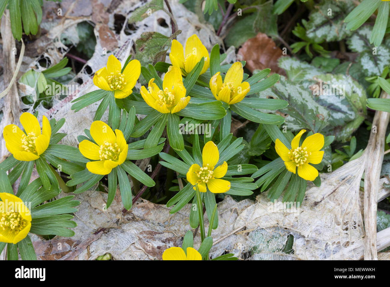 Kleiner Winterling, Winterling, Winterlinge, Eranthis hyemalis, Winter ...