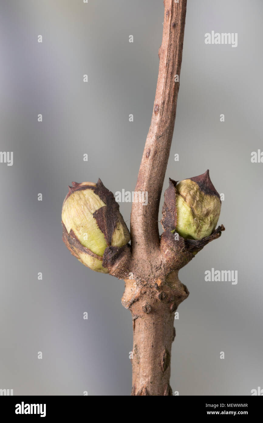 Trauben-Holunder, Traubenholunder, Berg-Holunder, Bergholunder, Roter ...