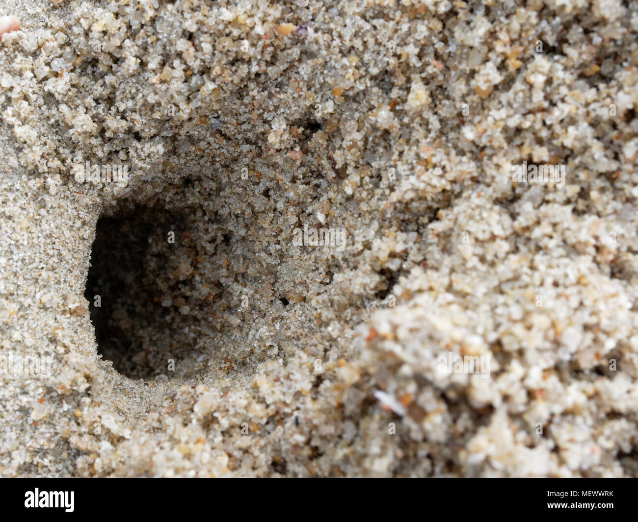Burrow or hole with sediment balls or pellets made by sand of ghost or ...