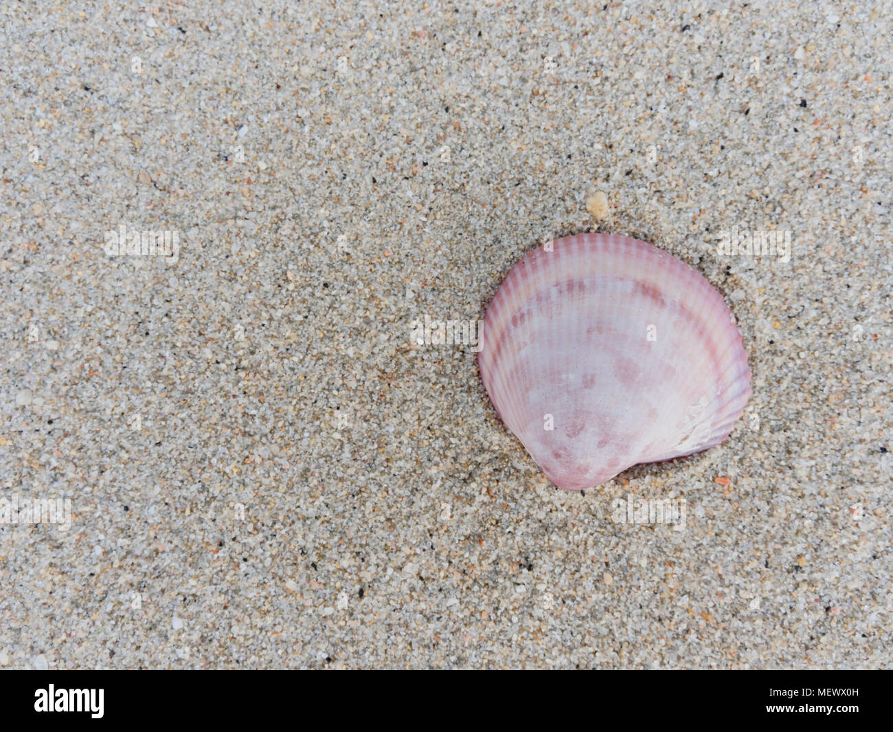 Purple Clam Shell