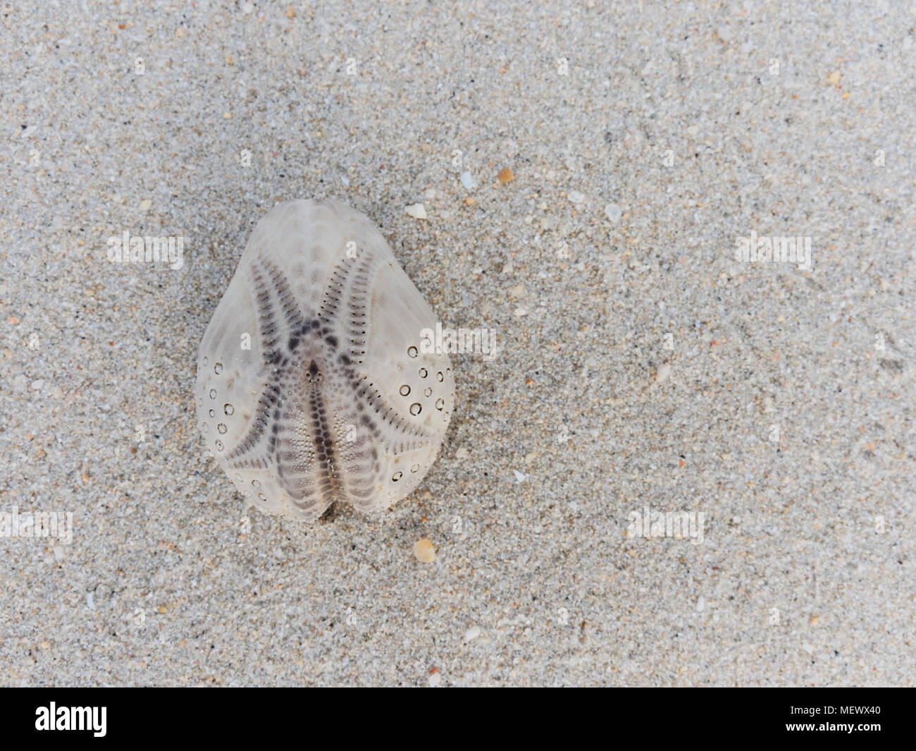 White and brown oval shape sea anemone shell over sandy texture ...