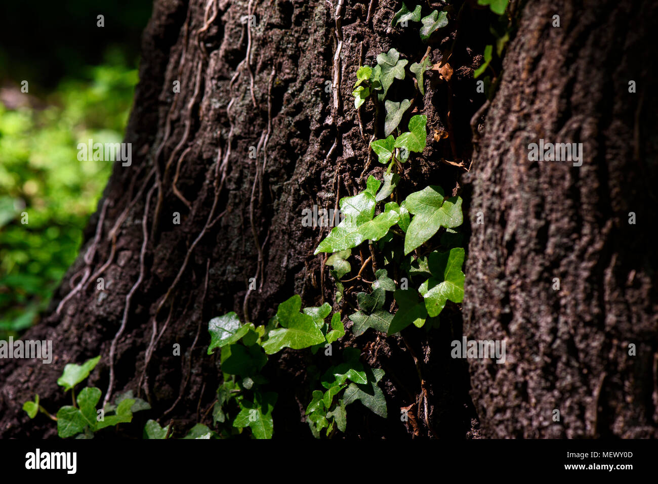 Ivy (Hedera Helix) plant climbing up tree trunk Stock Photo - Alamy