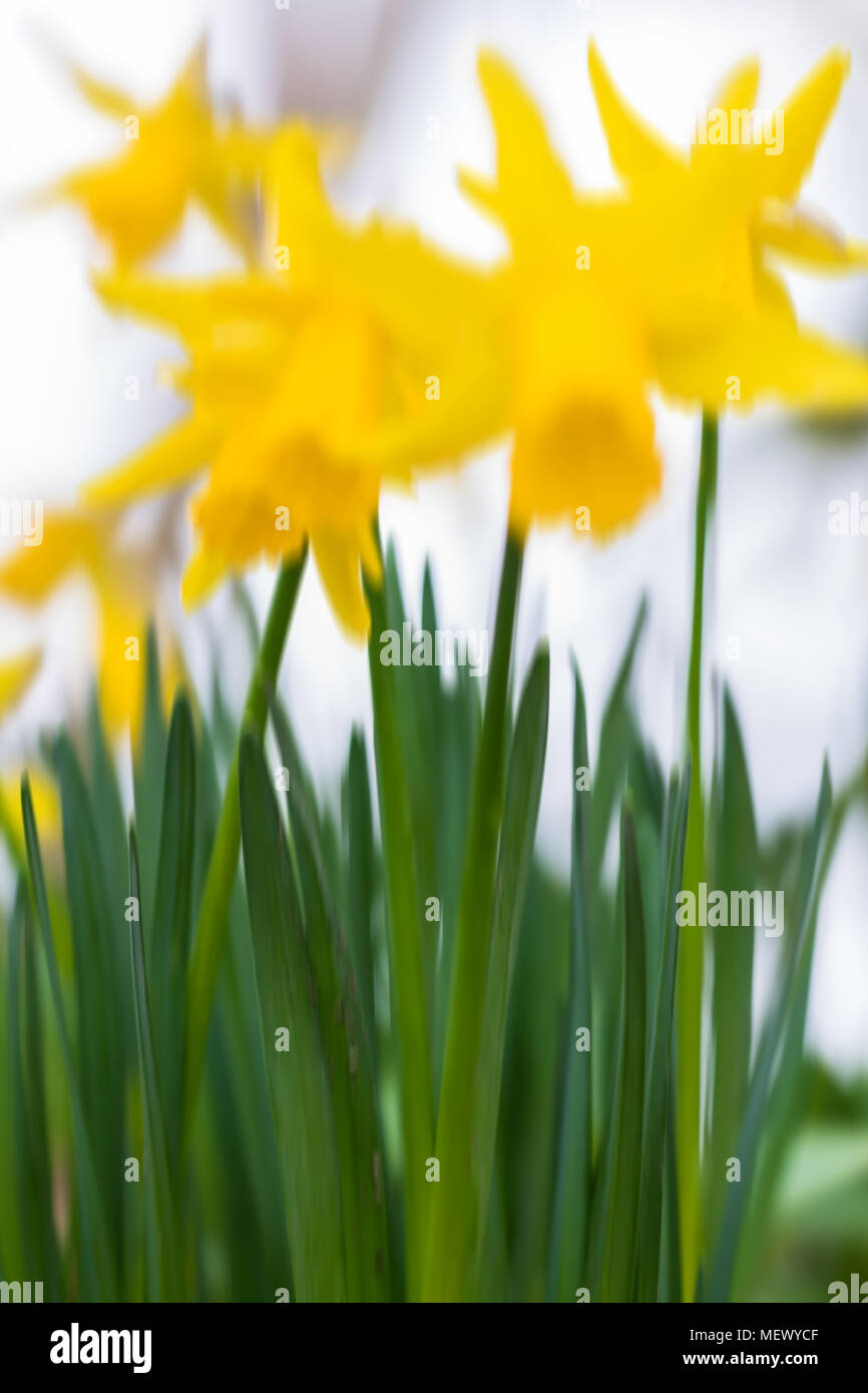 Abstract of Daffodil Stock Photo - Alamy