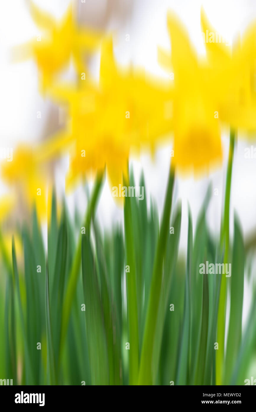 Abstract of Daffodil Stock Photo - Alamy